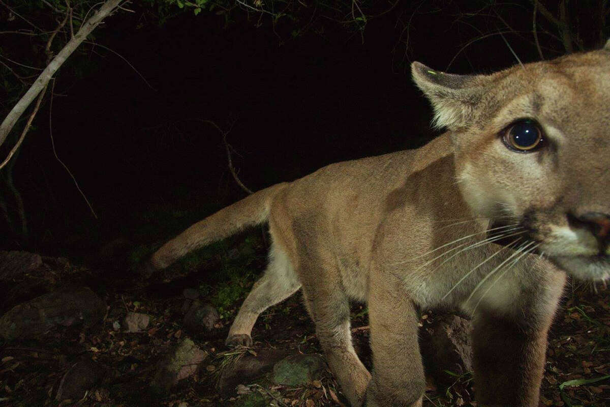 Mountain lions captured eating a deer in amazing remote-camera photos