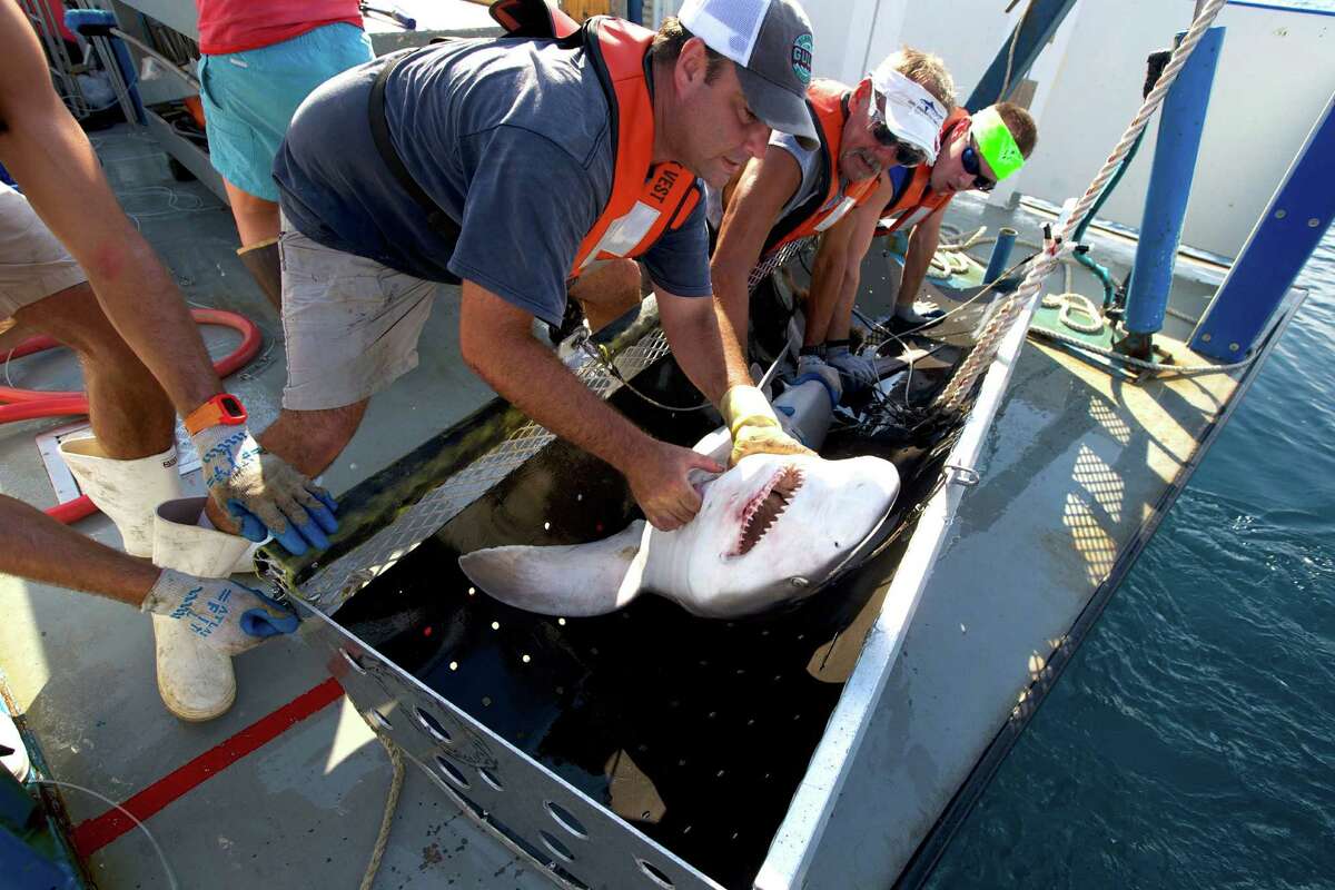 How are sharks in the Gulf of Mexico eating critters from your backyard?