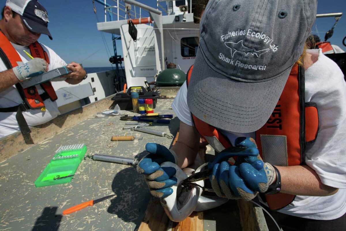 How are sharks in the Gulf of Mexico eating critters from your backyard?