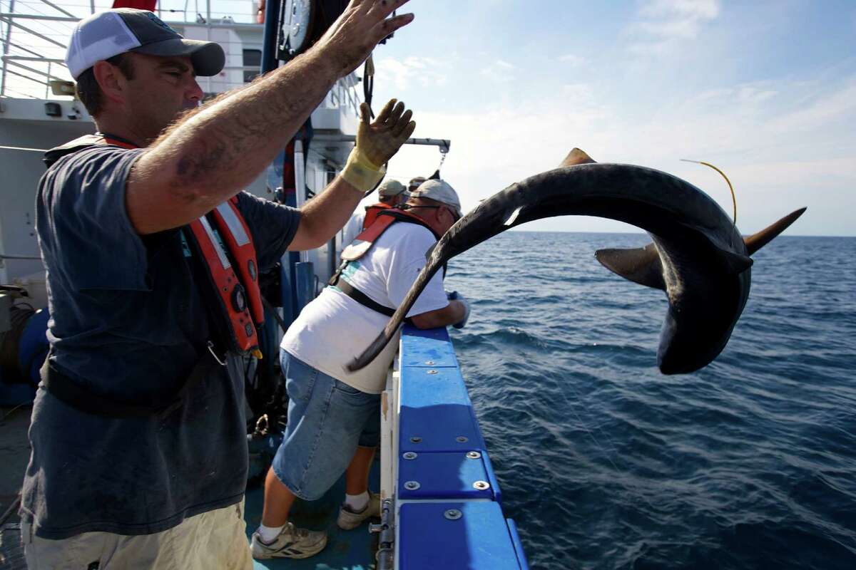 How are sharks in the Gulf of Mexico eating critters from your backyard?