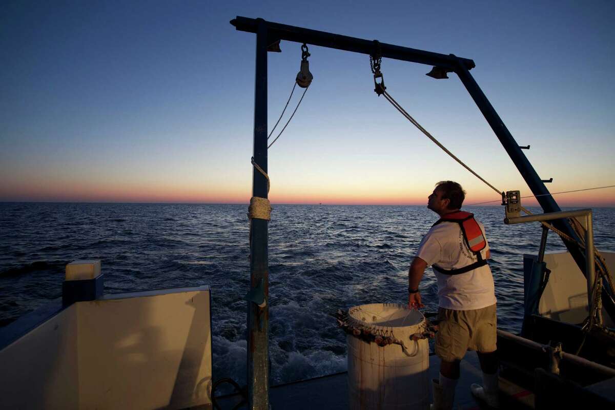 How are sharks in the Gulf of Mexico eating critters from your backyard?