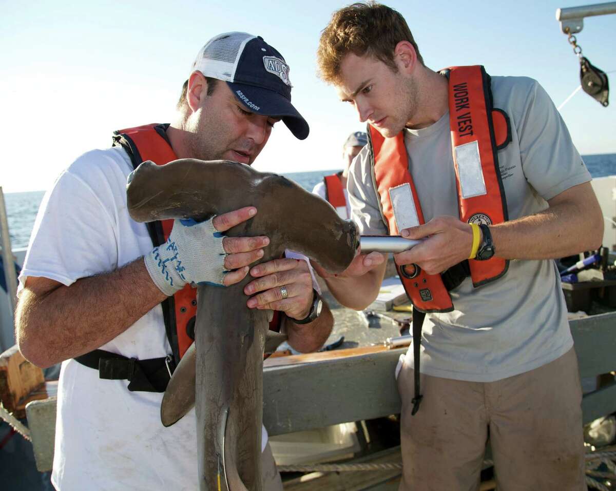 How are sharks in the Gulf of Mexico eating critters from your backyard?