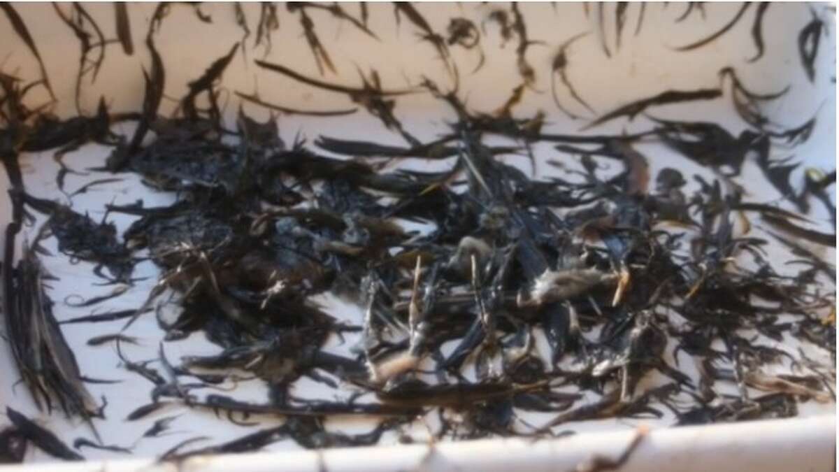 How are sharks in the Gulf of Mexico eating critters from your backyard?