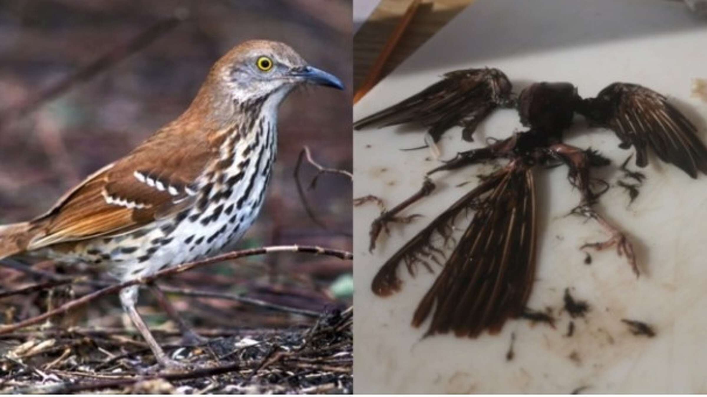 How are sharks in the Gulf of Mexico eating critters from your backyard?