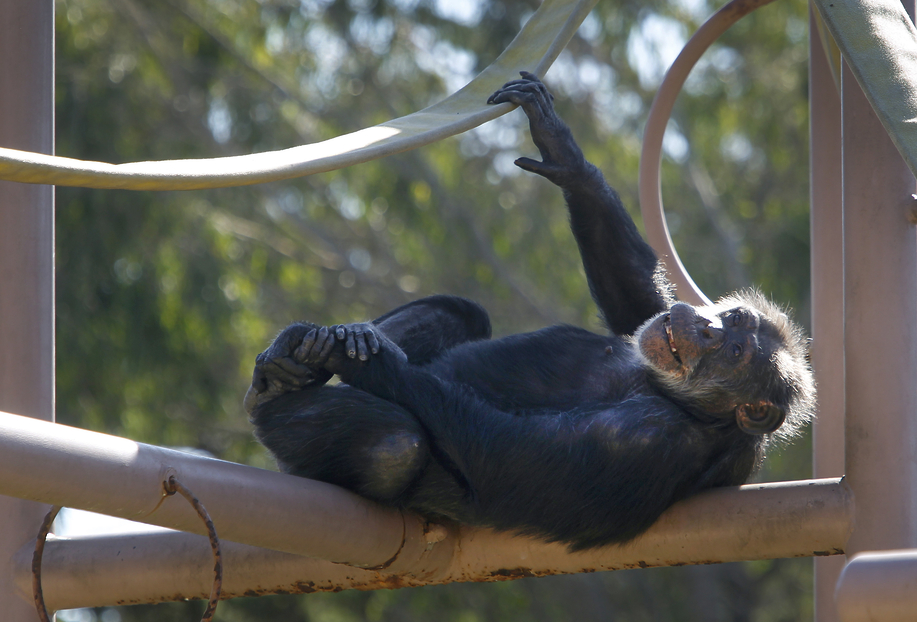 S.F. Zoo’s remaining chimps endanger accreditation