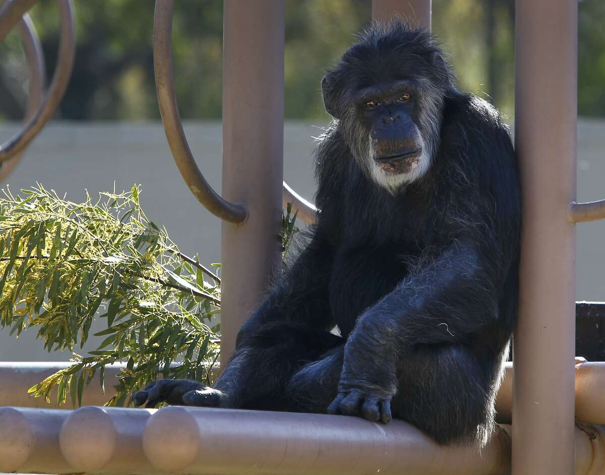 S.F. Zoo’s remaining chimps endanger accreditation