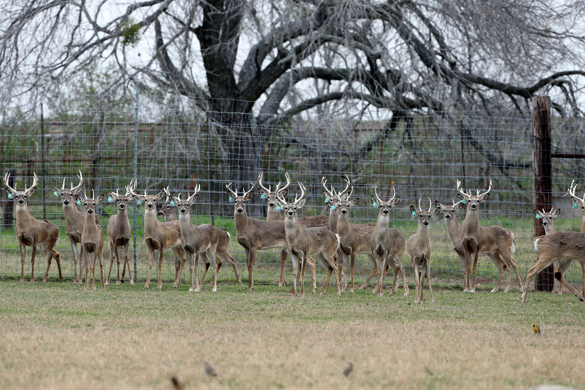 Deer breeders under the gun to change practices