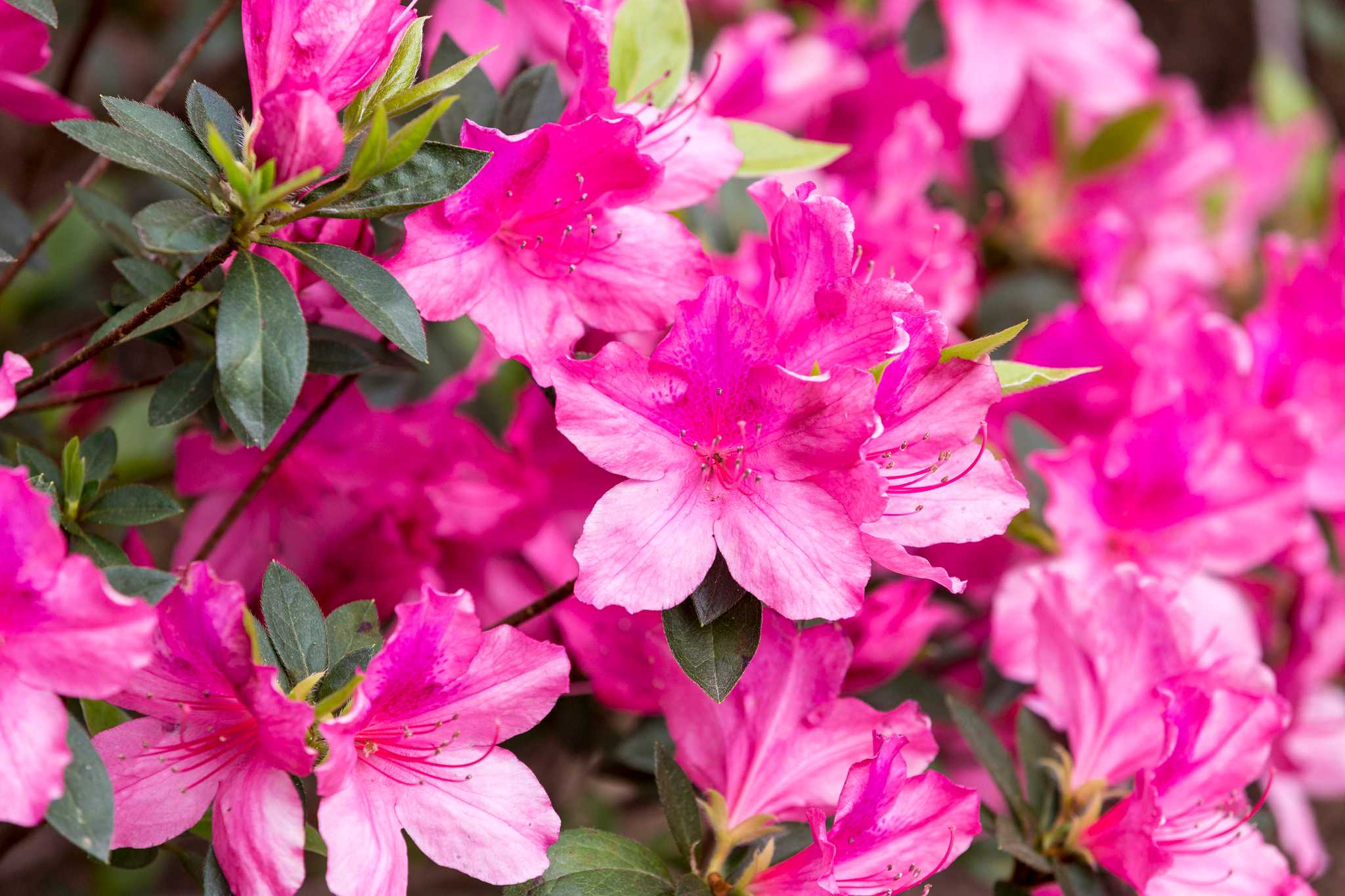Taste of Spring on the Azalea Trail