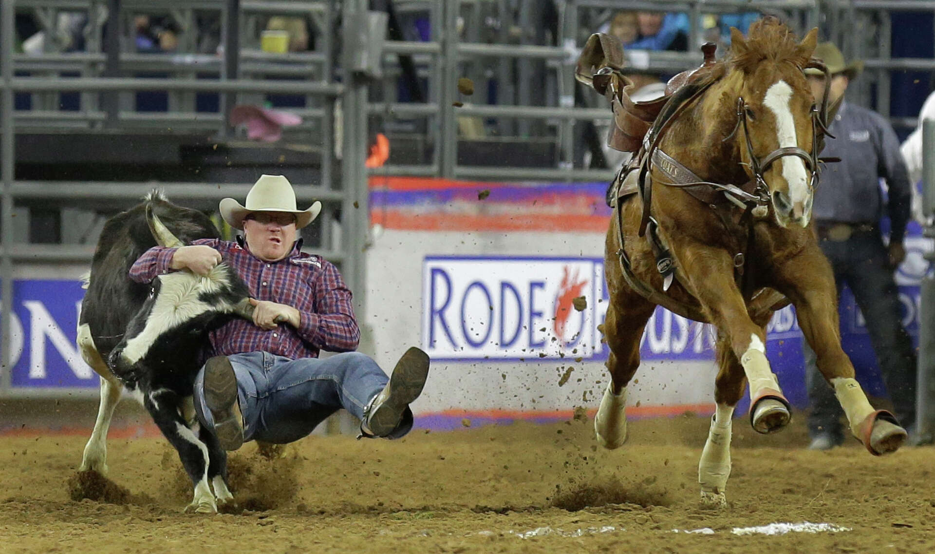Which RodeoHouston animals are insured?