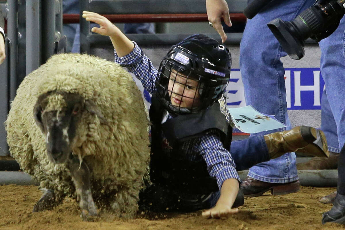 Mutton busters try to ride sheep in front of a crowd - HoustonChronicle.com