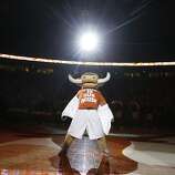 Bevo XV makes his debut 100 years after the first Bevo went to a UT ...