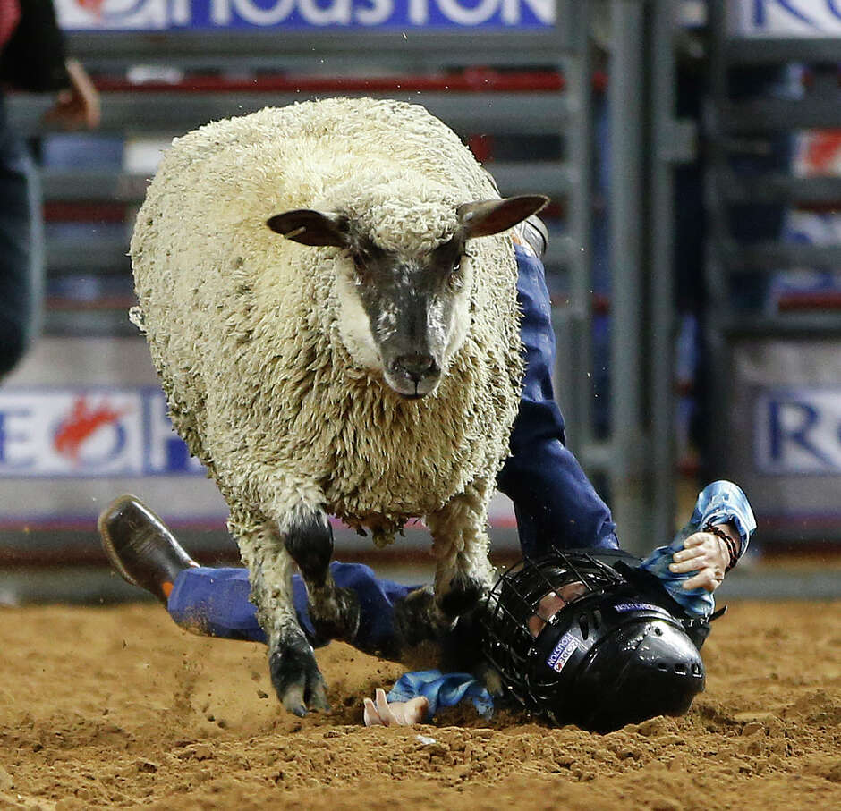 Mutton busters try to ride sheep in front of a crowd - HoustonChronicle.com