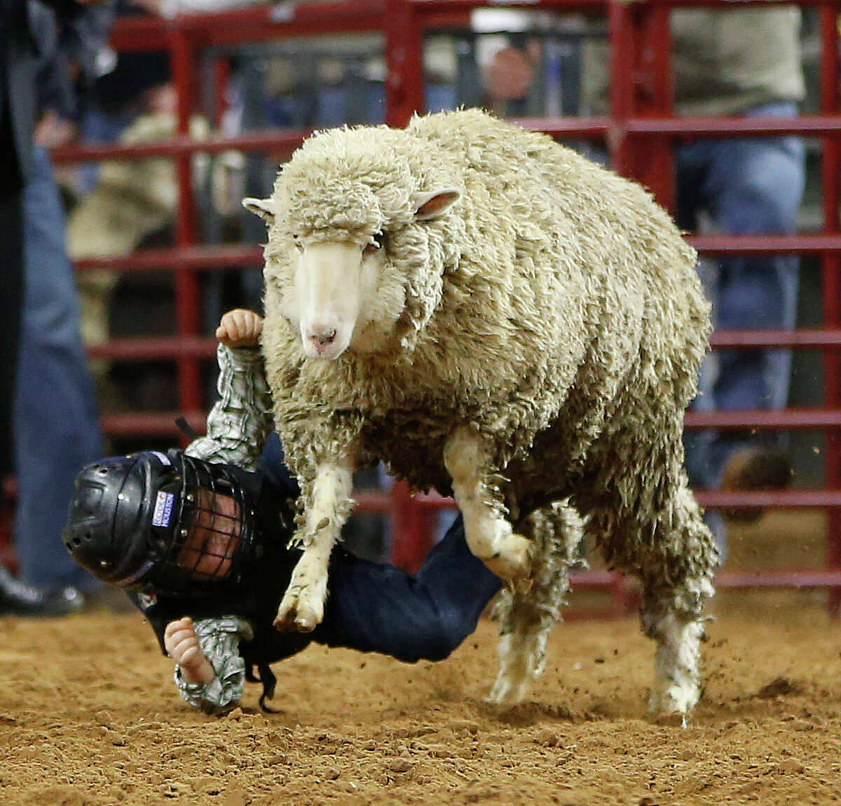 Mutton busting is serious business at RodeoHouston