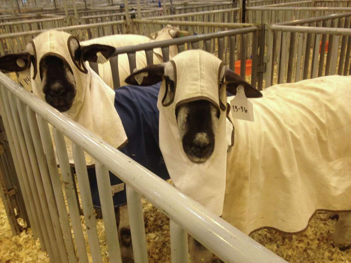 9 gadgets you didn't know rodeo folks needed