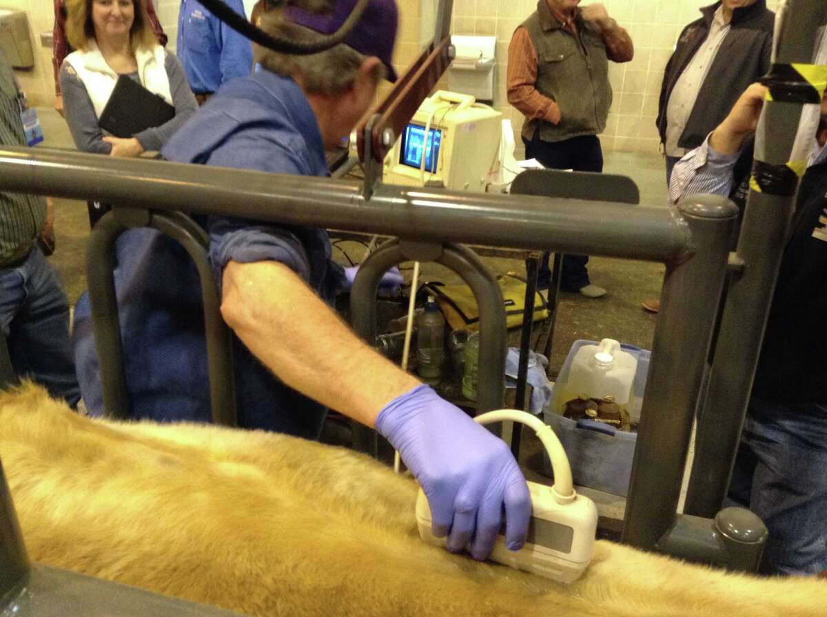 Just how marbled is that cow's beef? You'll need to ultrasound it to ...