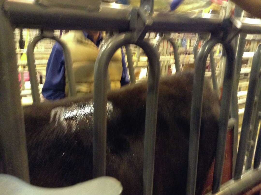 Just how marbled is that cow's beef? You'll need to ultrasound it to ...