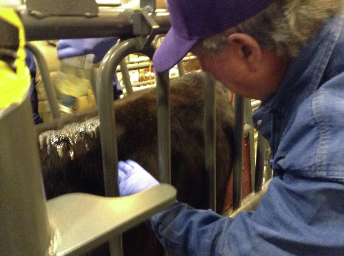 Just how marbled is that cow's beef? You'll need to ultrasound it to ...