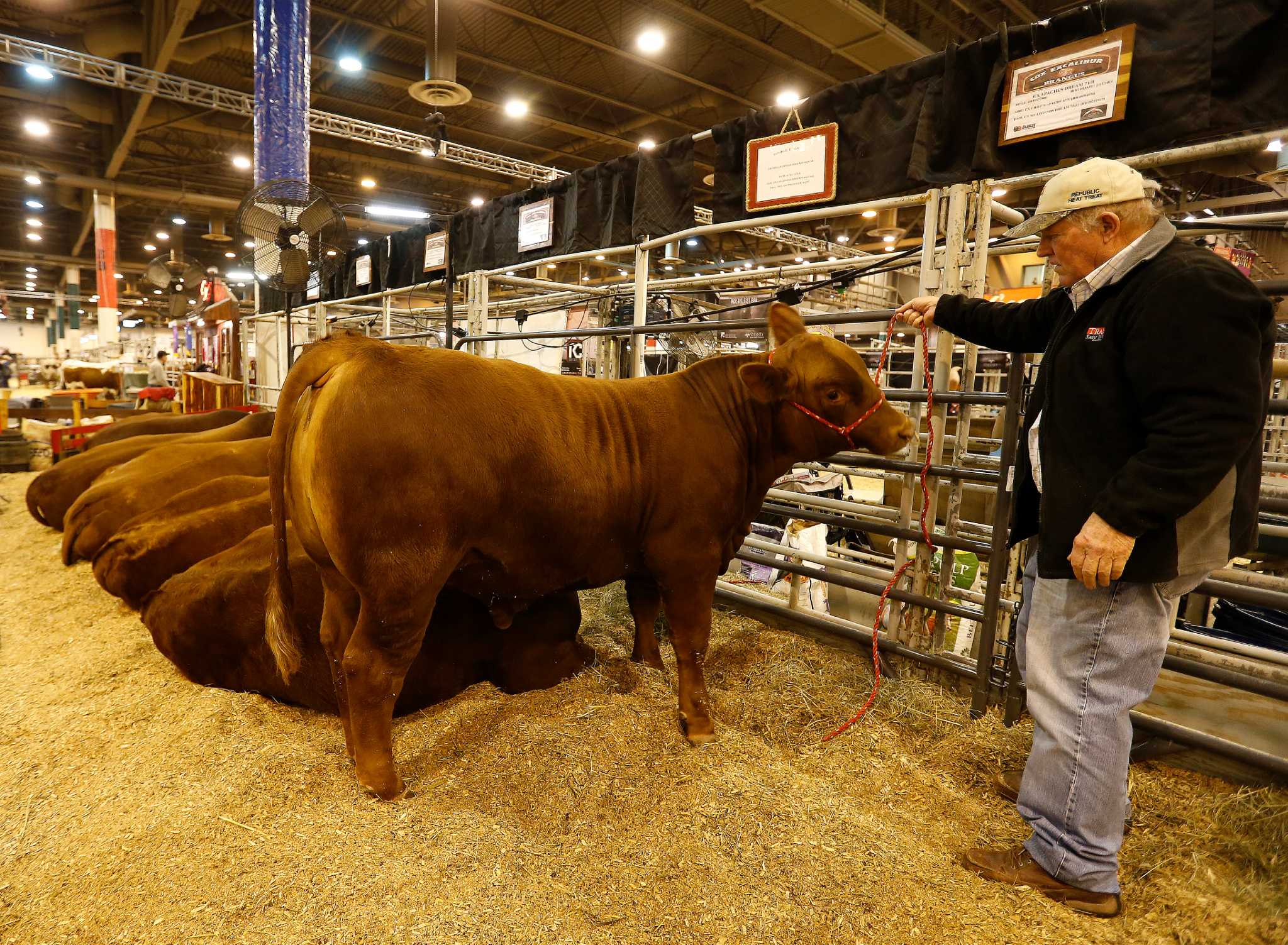 Red Angus Show Cattle