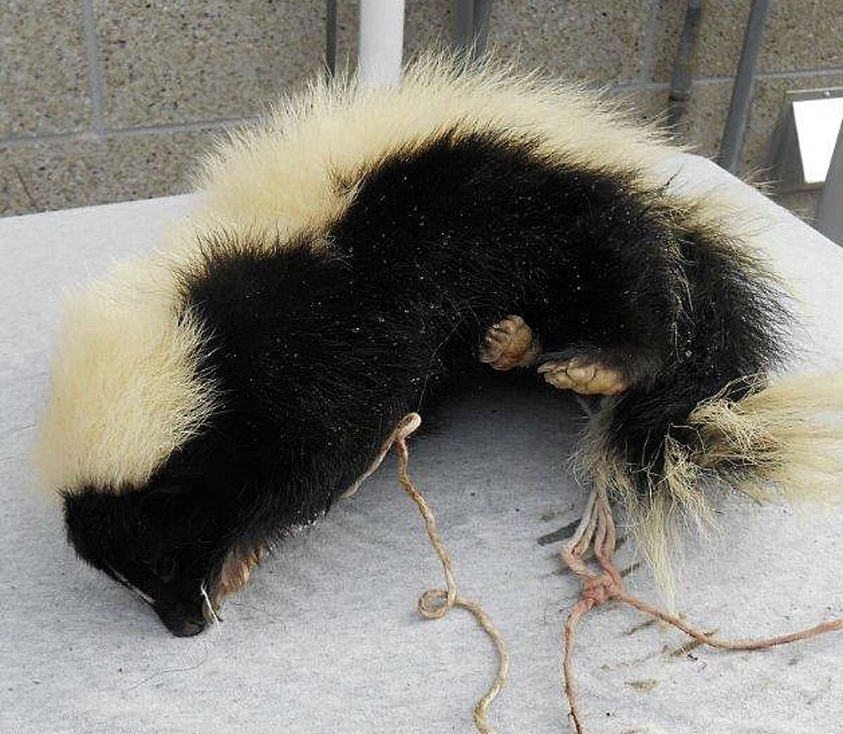 $5K reward for info about skunks killed in 'Obama Stinks' incident