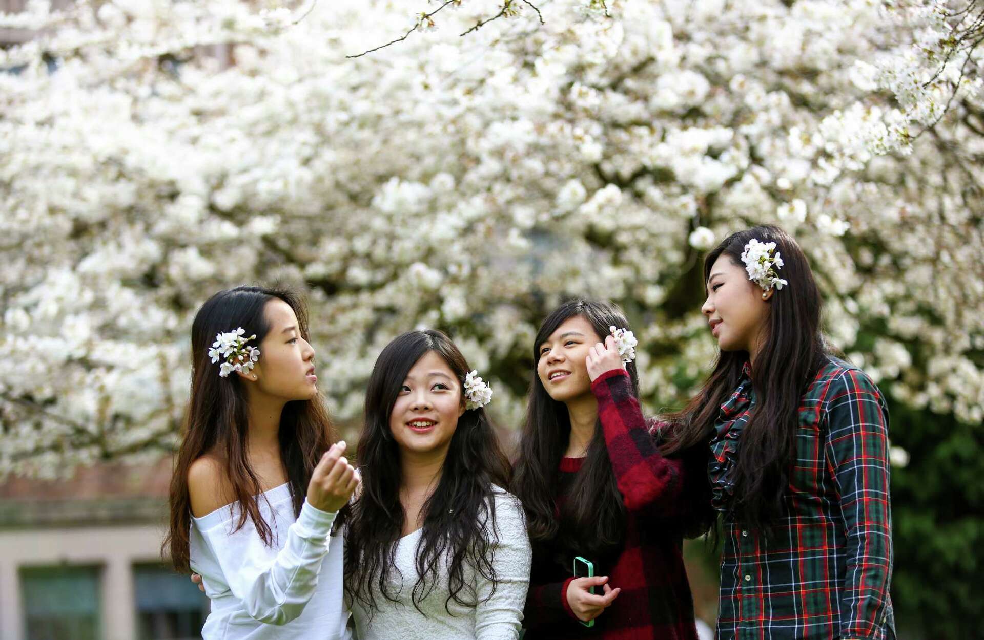 Breathtaking blooms: 7 Seattle spots to see spring blossoms