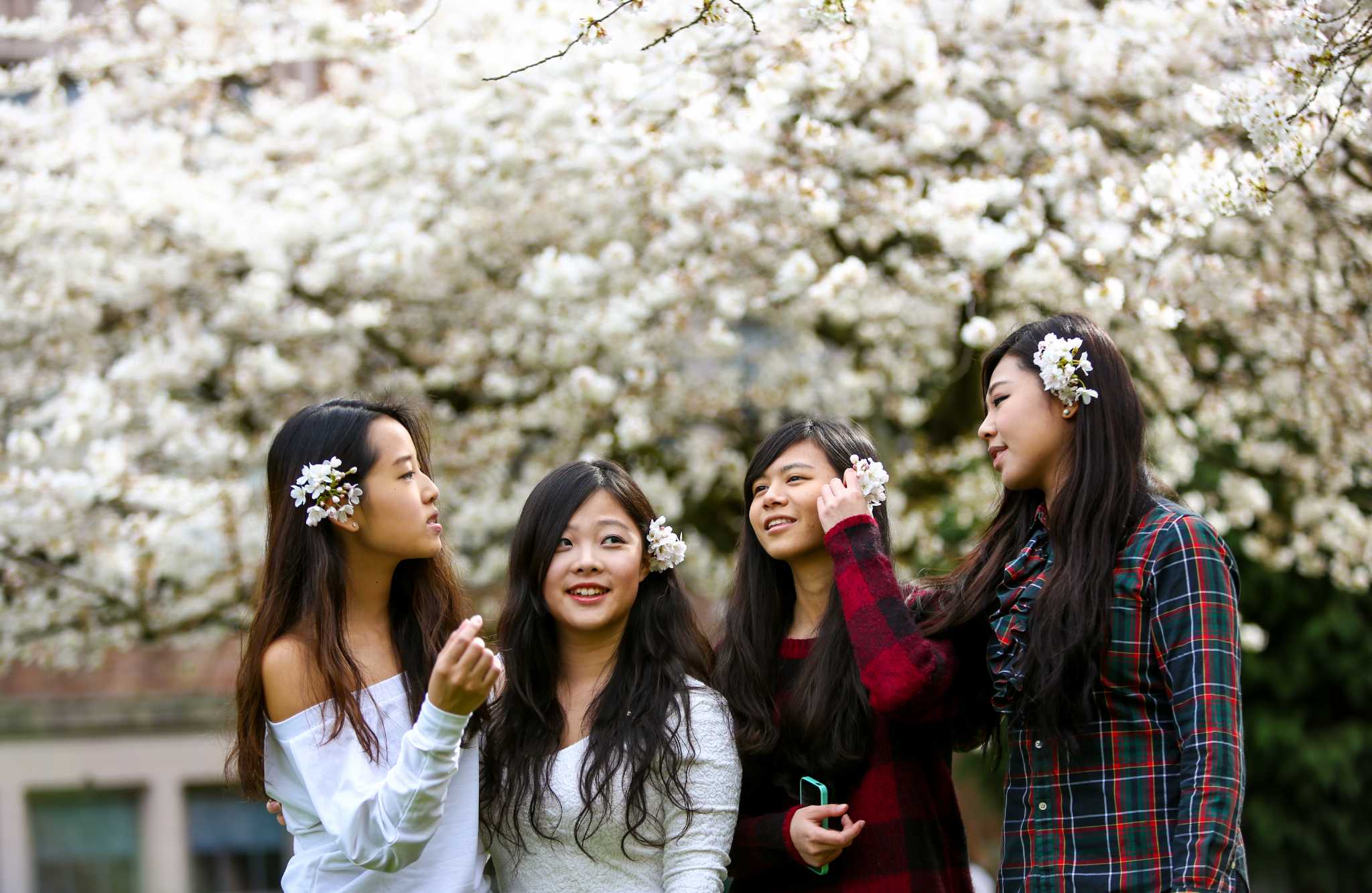 9 places to see breathtaking blooms in Seattle this spring