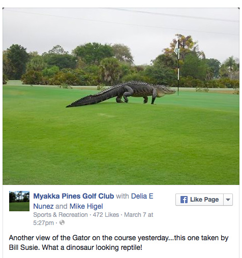 Godzilla gator hits the links in Florida