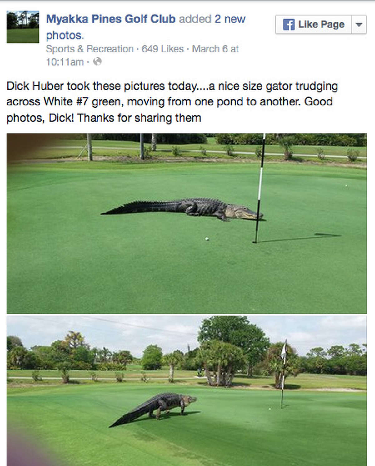 Godzilla gator hits the links in Florida