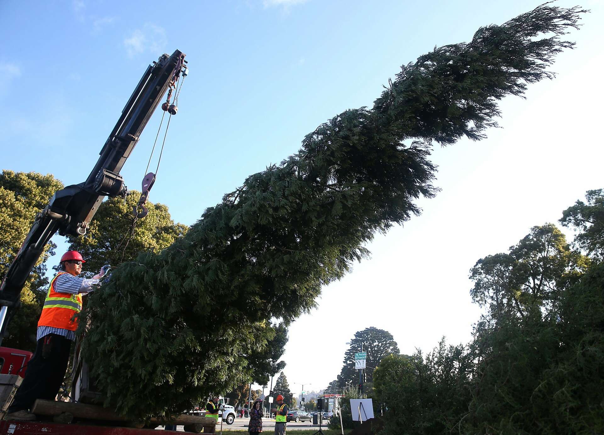 Matching trees in memory of S.F.’s beloved Brown twins