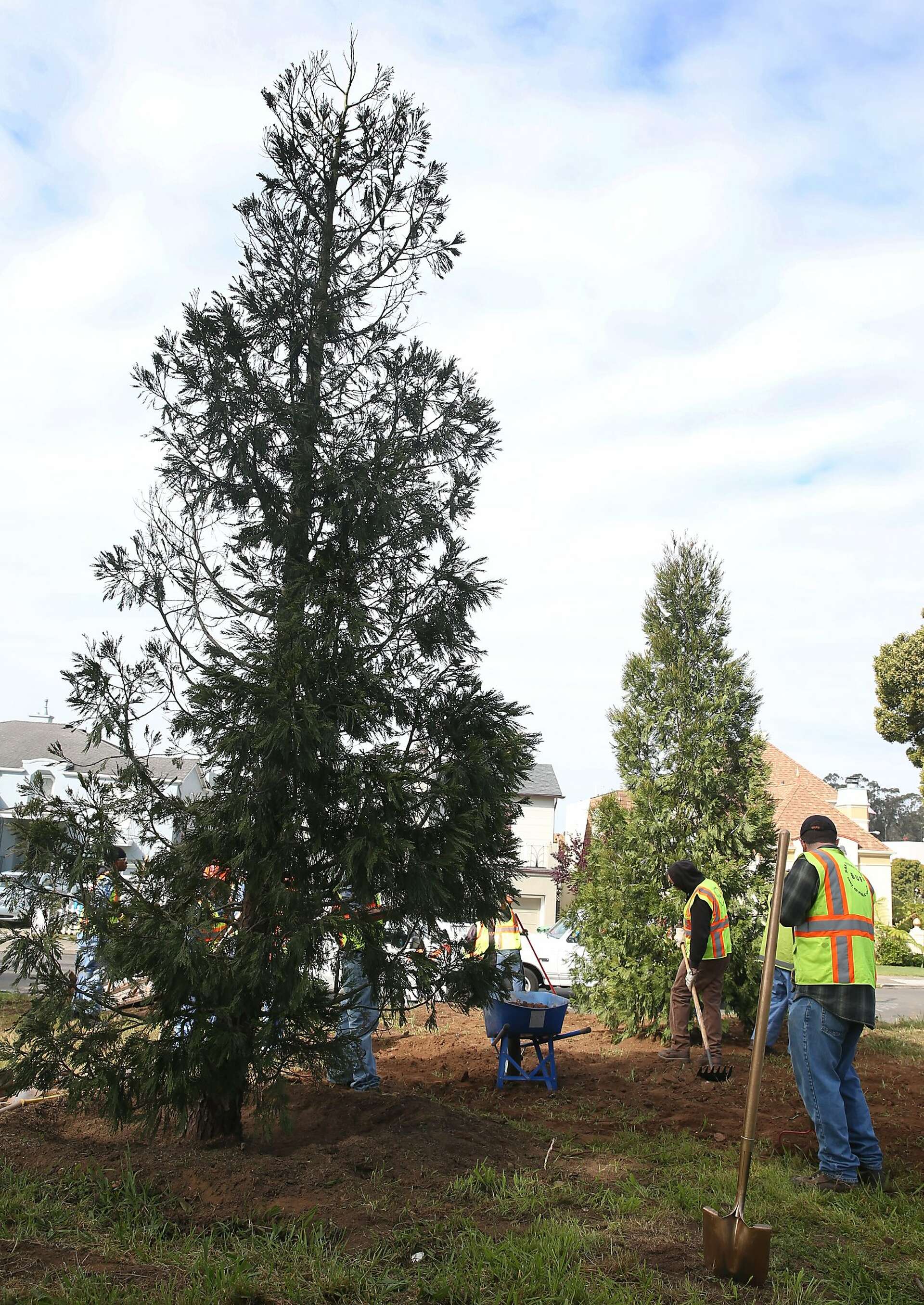 Matching trees in memory of S.F.’s beloved Brown twins