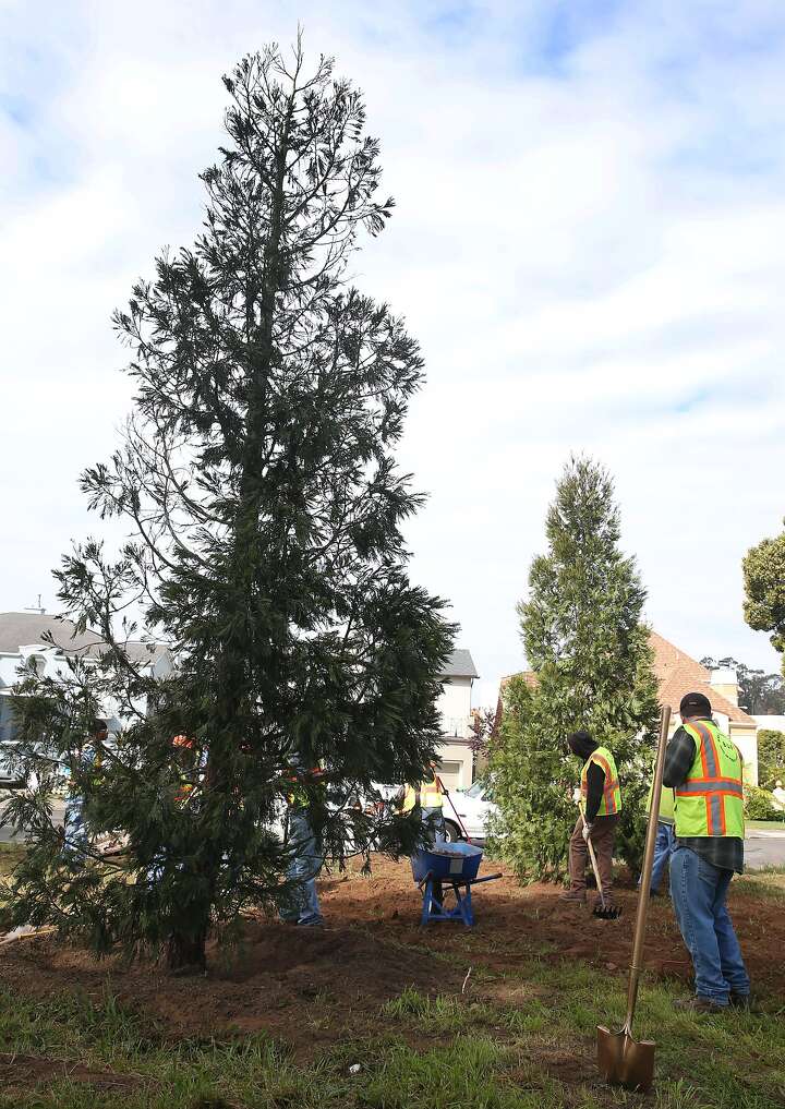 Matching trees in memory of S.F.’s beloved Brown twins