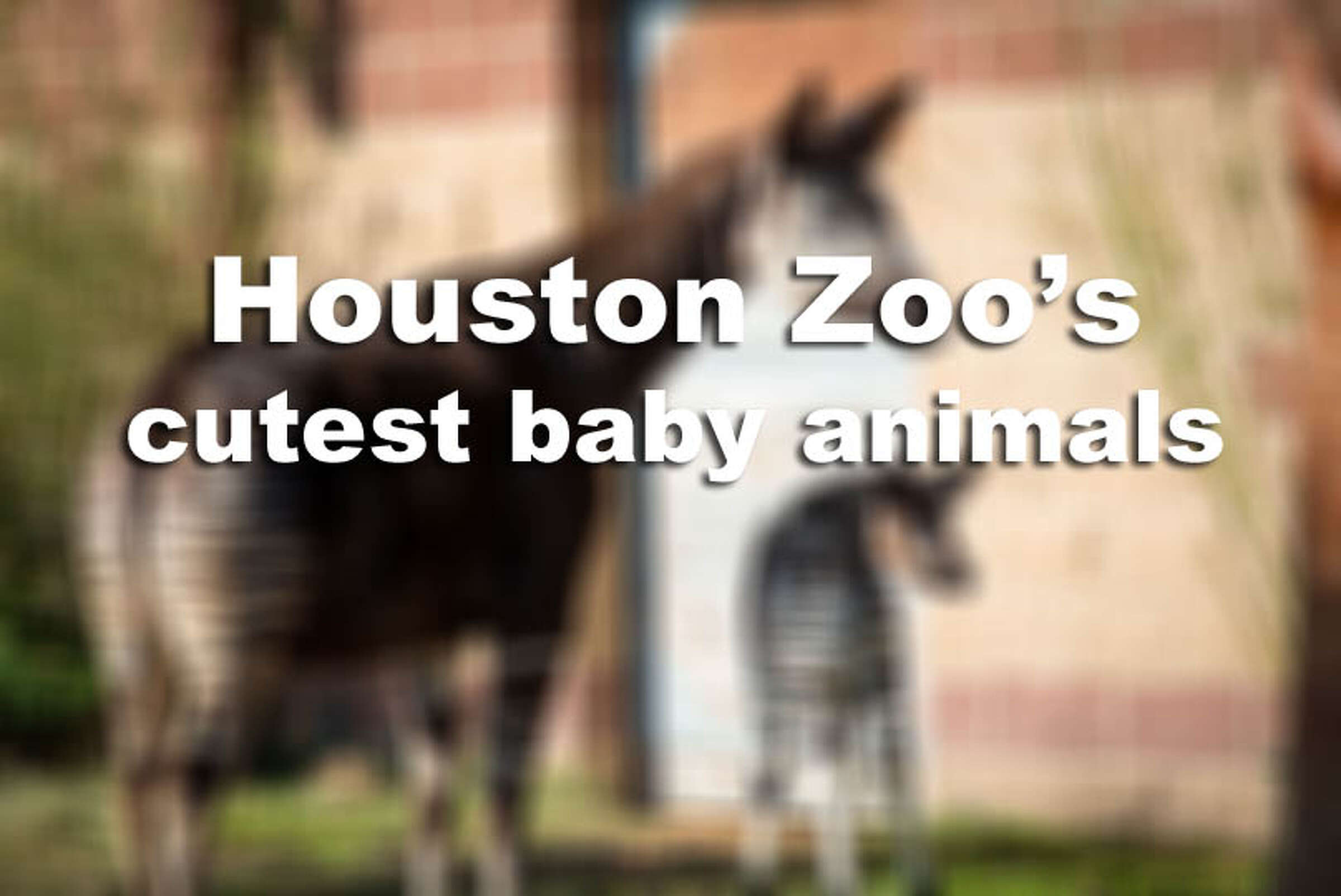 New baby at Houston zoo is six foot tall and 132 pounds