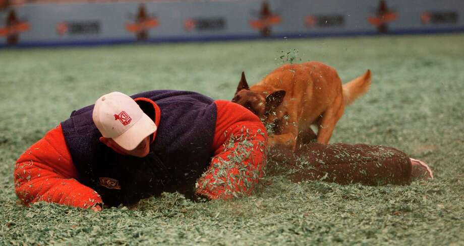 K9 attack dogs compete at RodeoHouston - Houston Chronicle