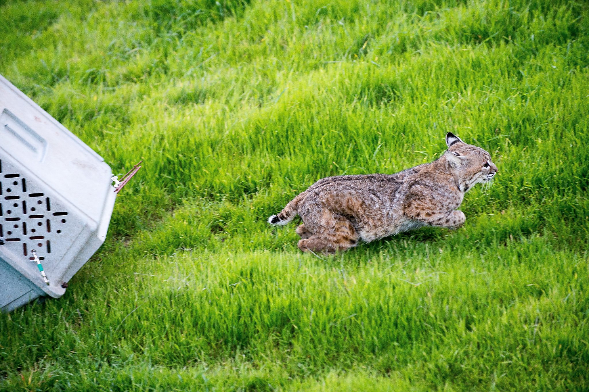 Rehabbed Bay Area bobcat released back into the wild