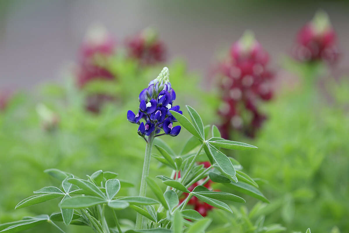 Will winter rains bring bonus bluebonnets?