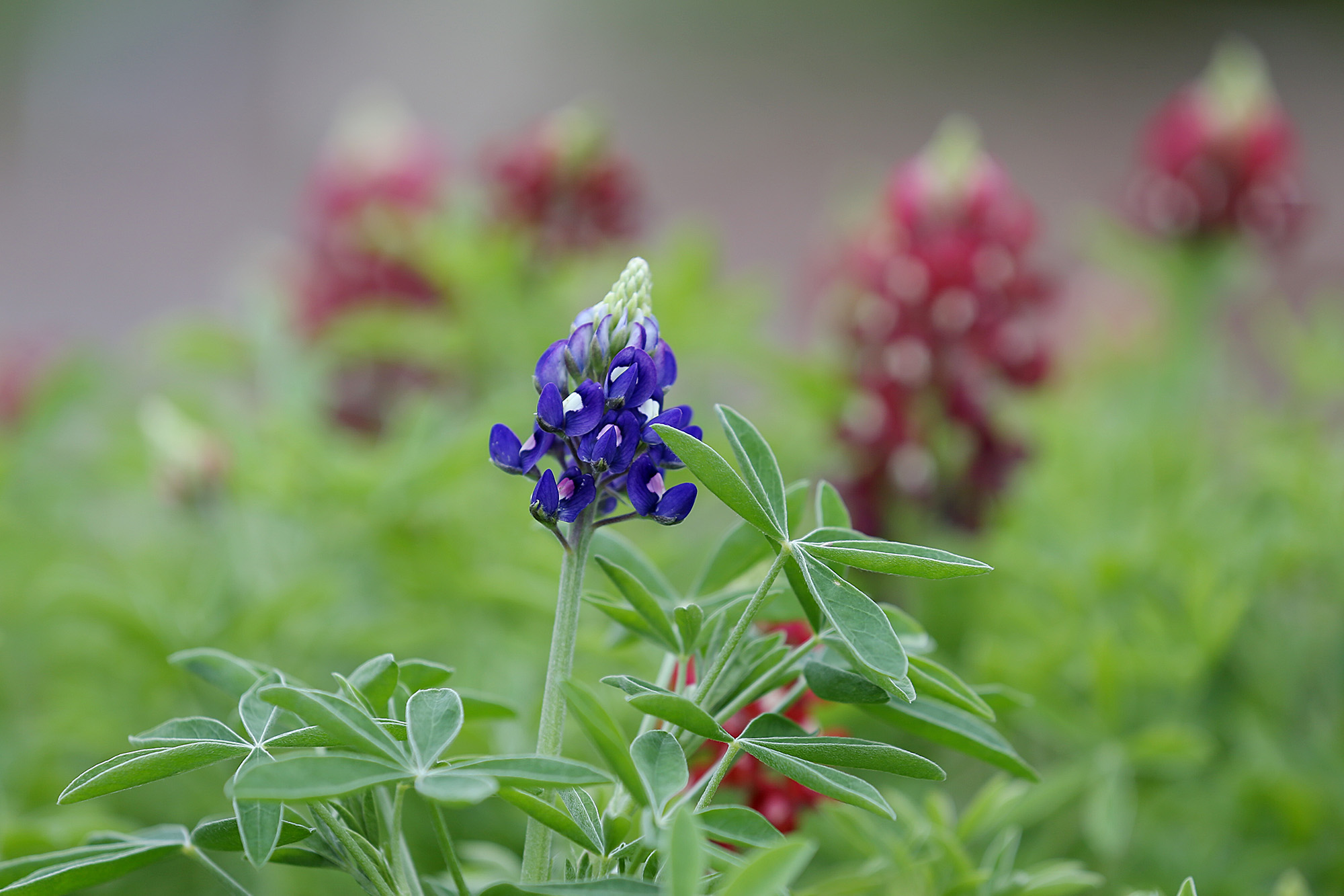 Will winter rains bring bonus bluebonnets?