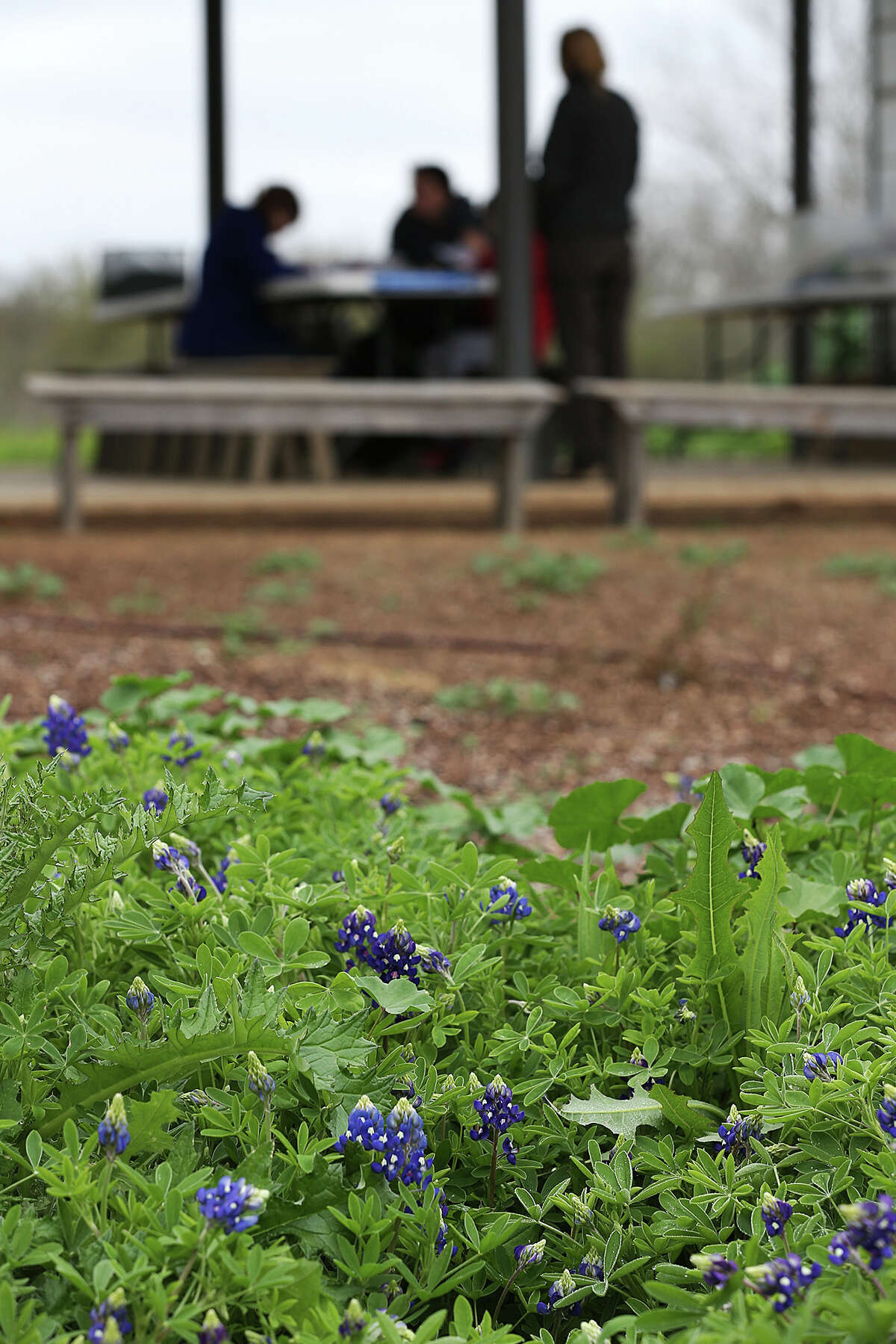Will winter rains bring bonus bluebonnets?