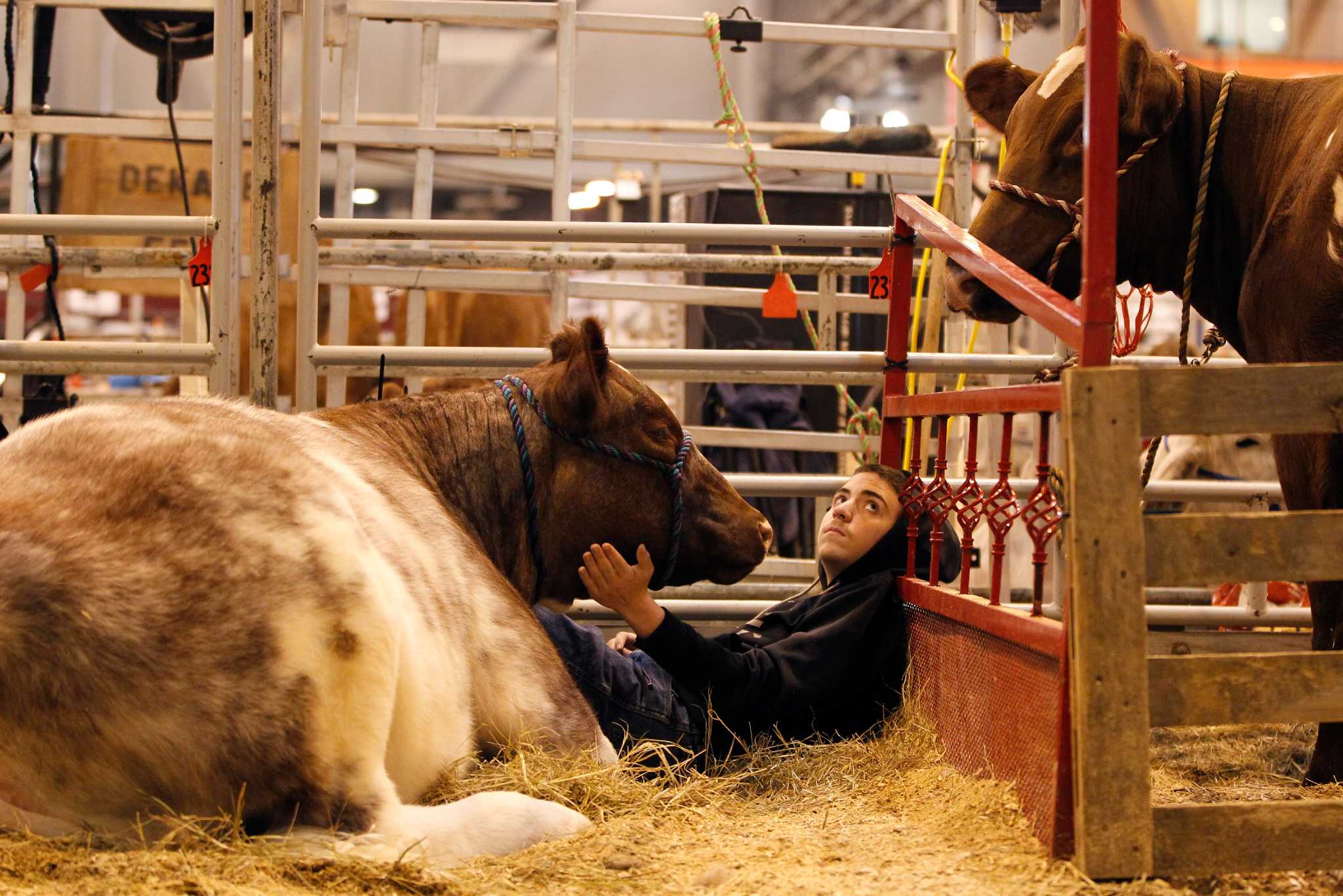 Livestock handlers seek down time