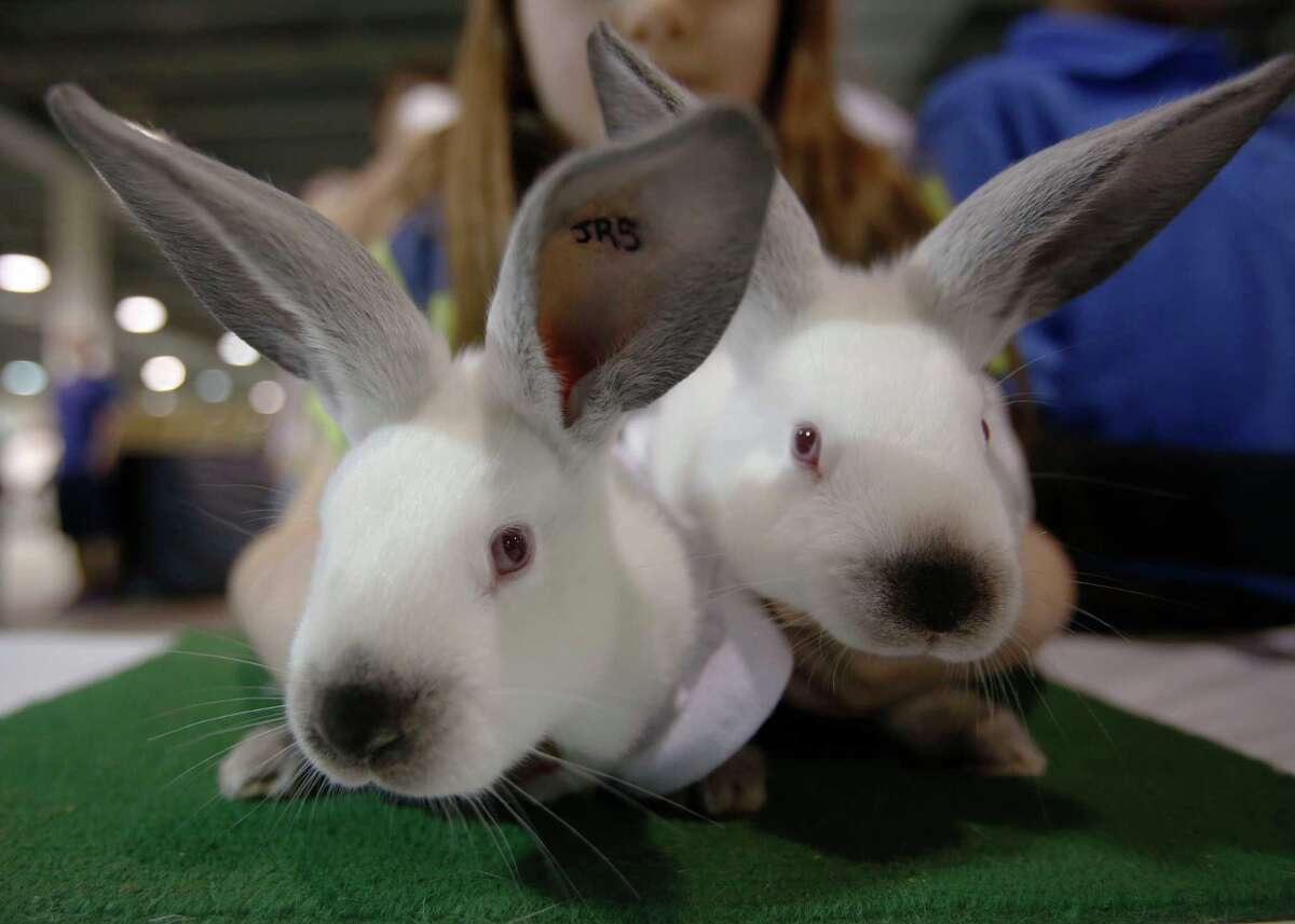 Creativity makes difference in bunny costume contest