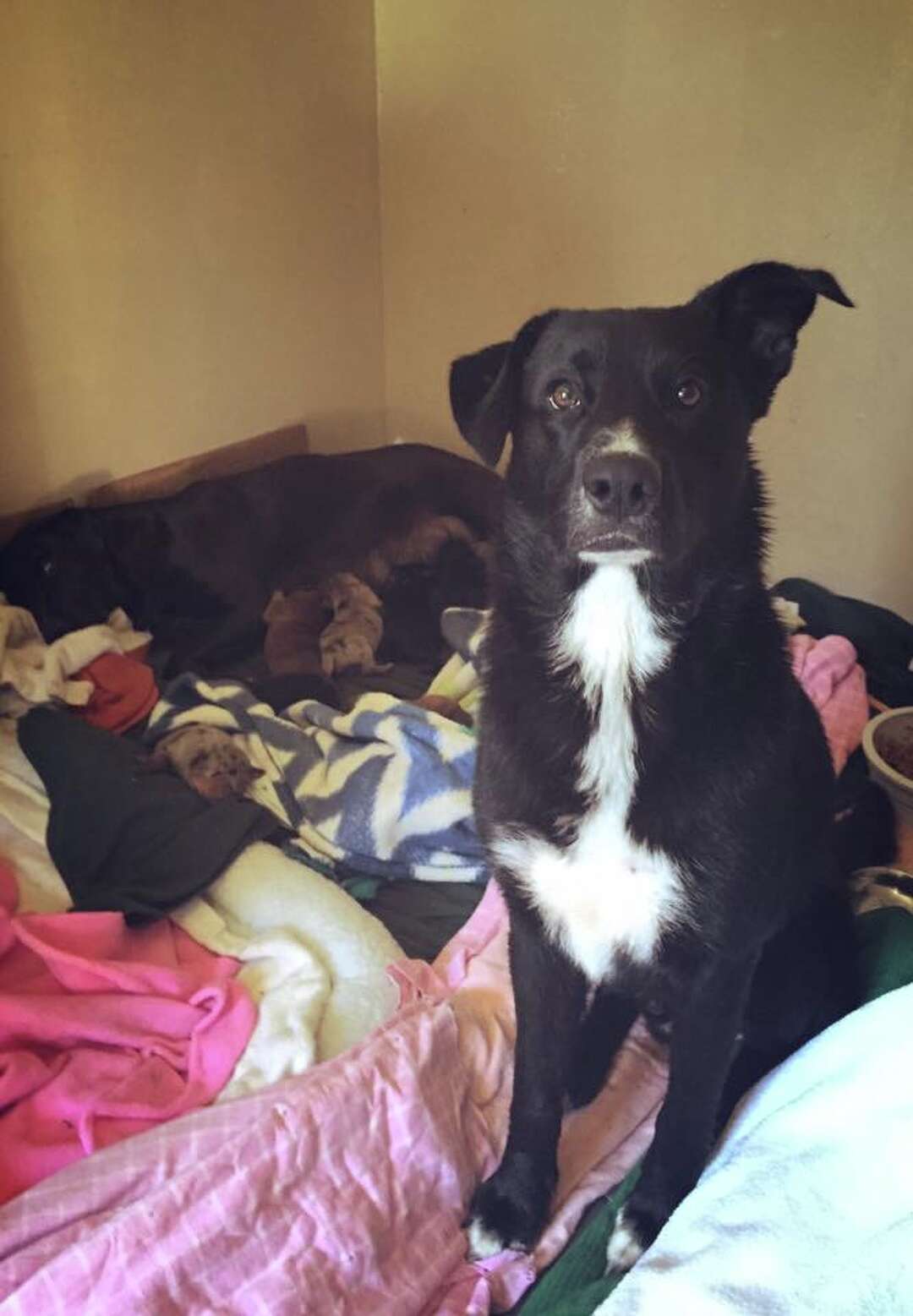 Hero dog leads rescuers to suffering puppies