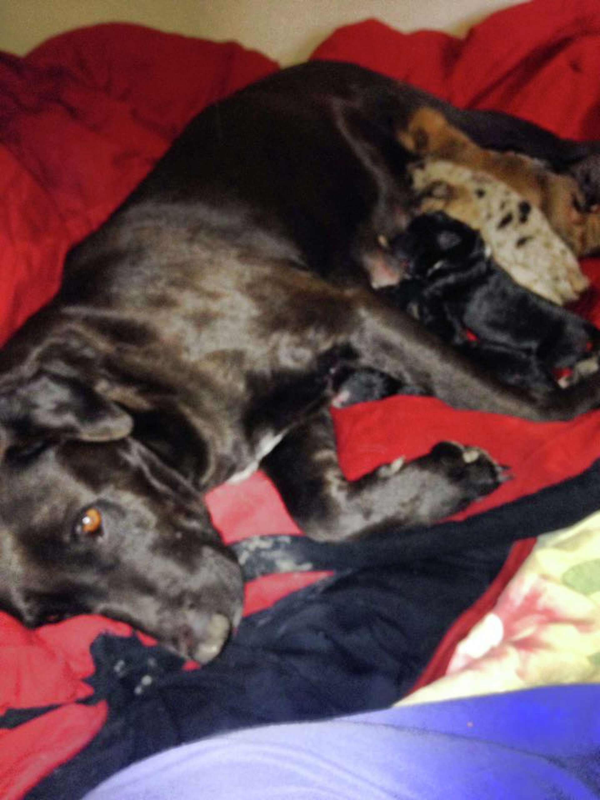 Hero dog leads rescuers to suffering puppies
