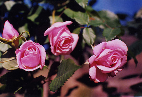 Tough roses bring simple beauty