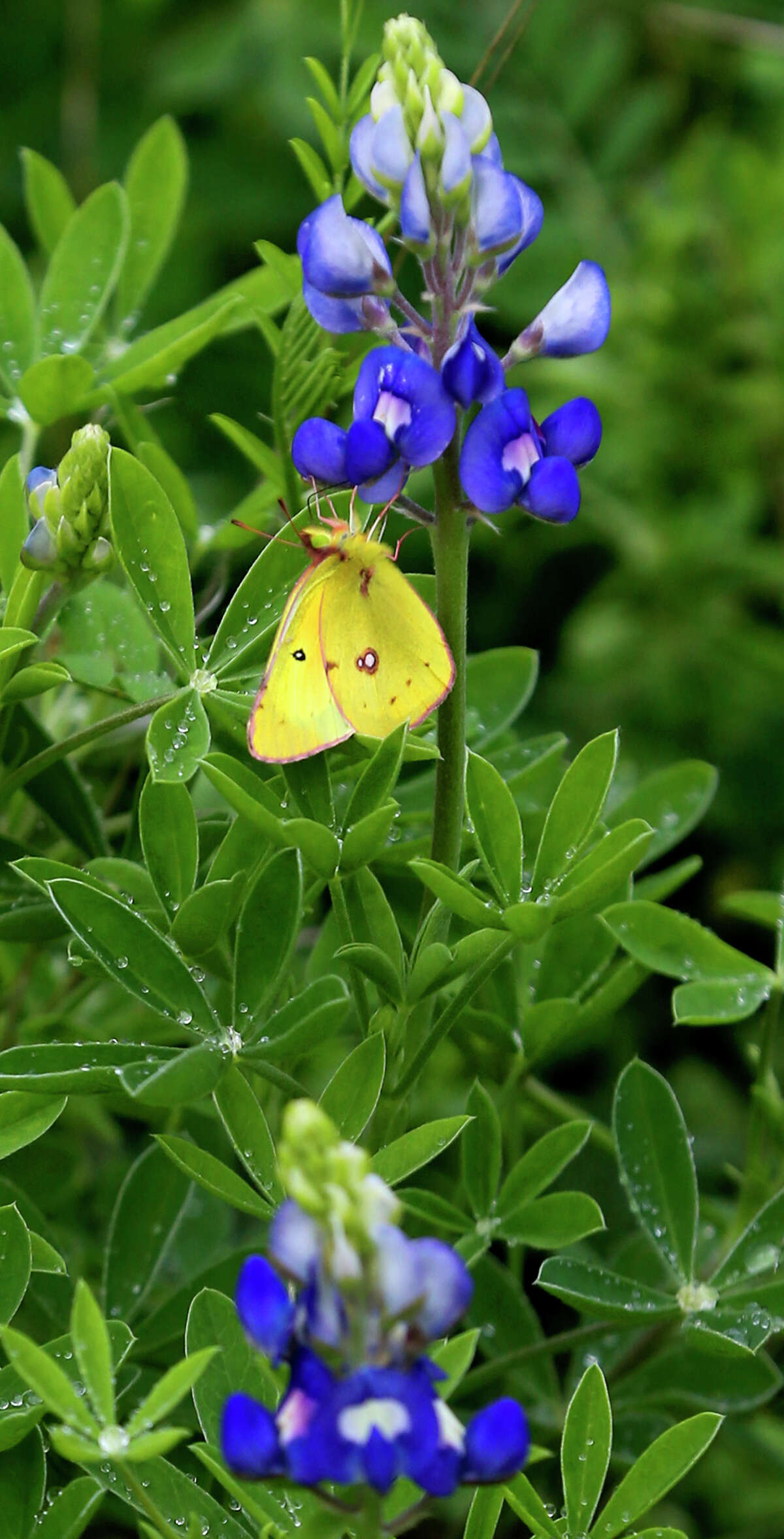 Bluebonnet forecast for 2014 looks promising