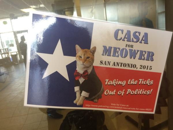 Two shelter cats run for elected office to highlight local pet issues