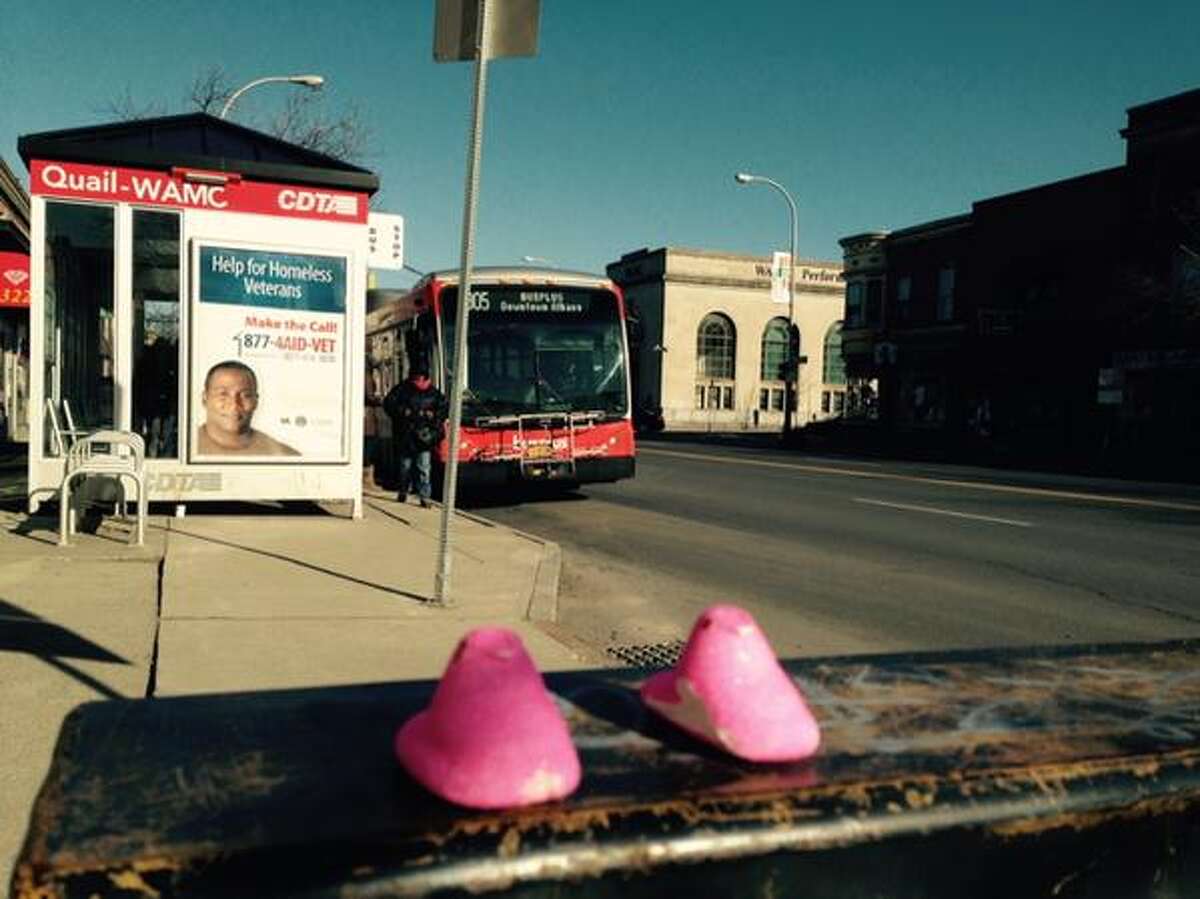 Peeps out and about in the Capital Region