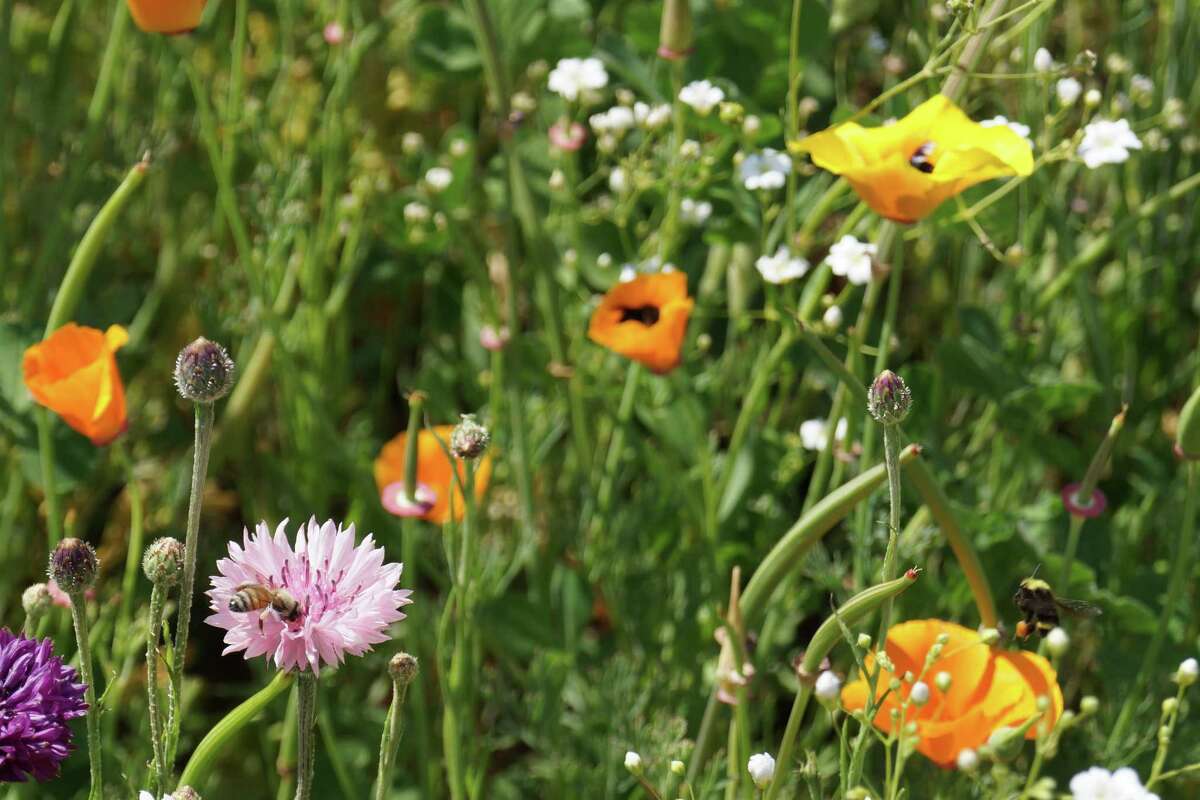 The Central Coast’s earth-friendly wineries
