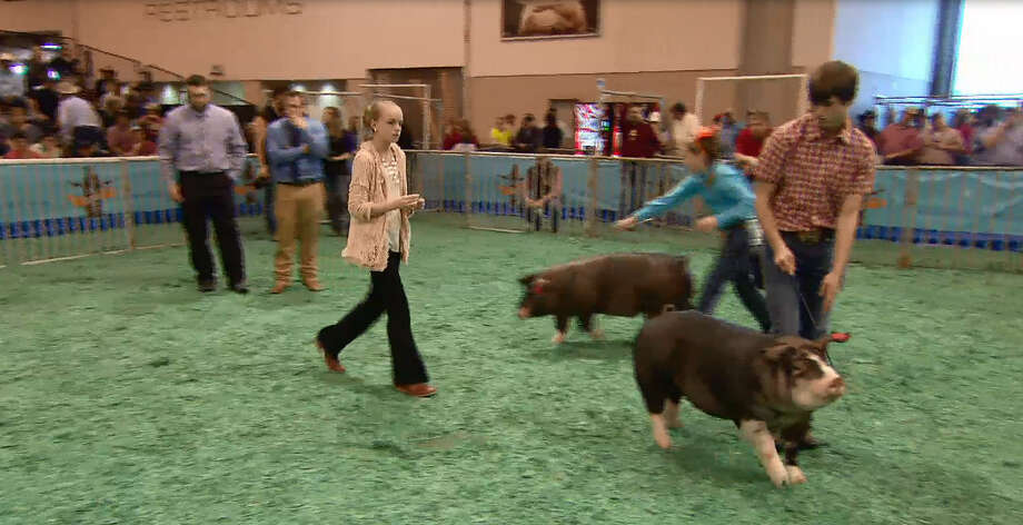 Rodeo pig judging fulfills girl's Make-a-Wish dream - Houston Chronicle