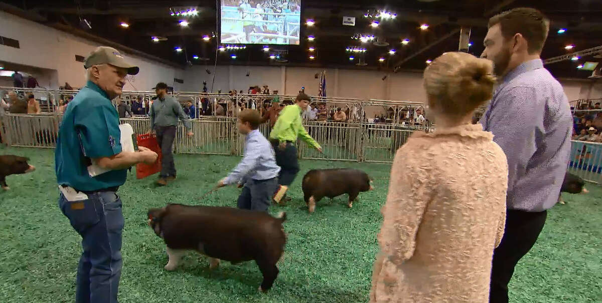 Rodeo pig judging fulfills girl's Make-a-Wish dream