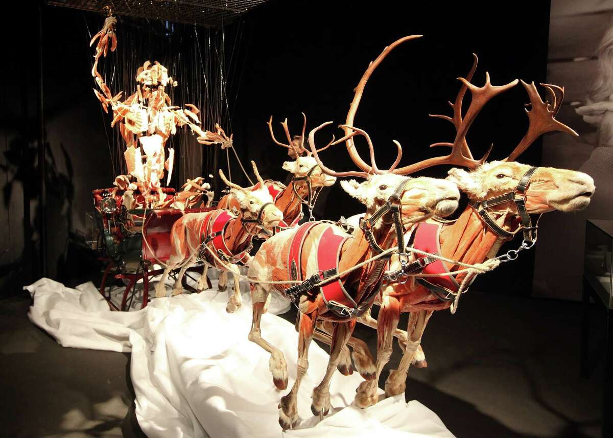 9 facts about reindeer that will sleigh you