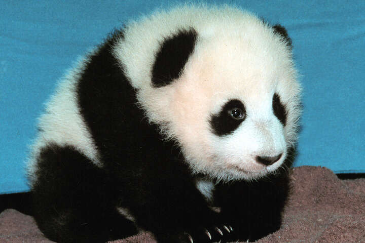 These pictures of baby pandas will make your ovaries ache
