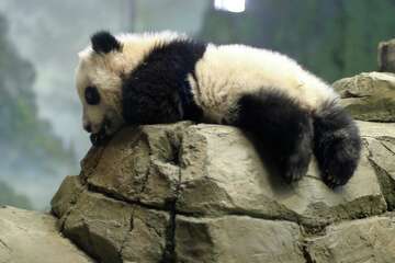 These pictures of baby pandas will make your ovaries ache